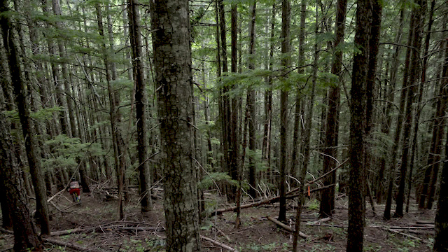 Under the Canopy // Logan Ervin Video - Pinkbike