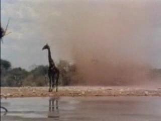 Exploding Giraffe Video - Pinkbike